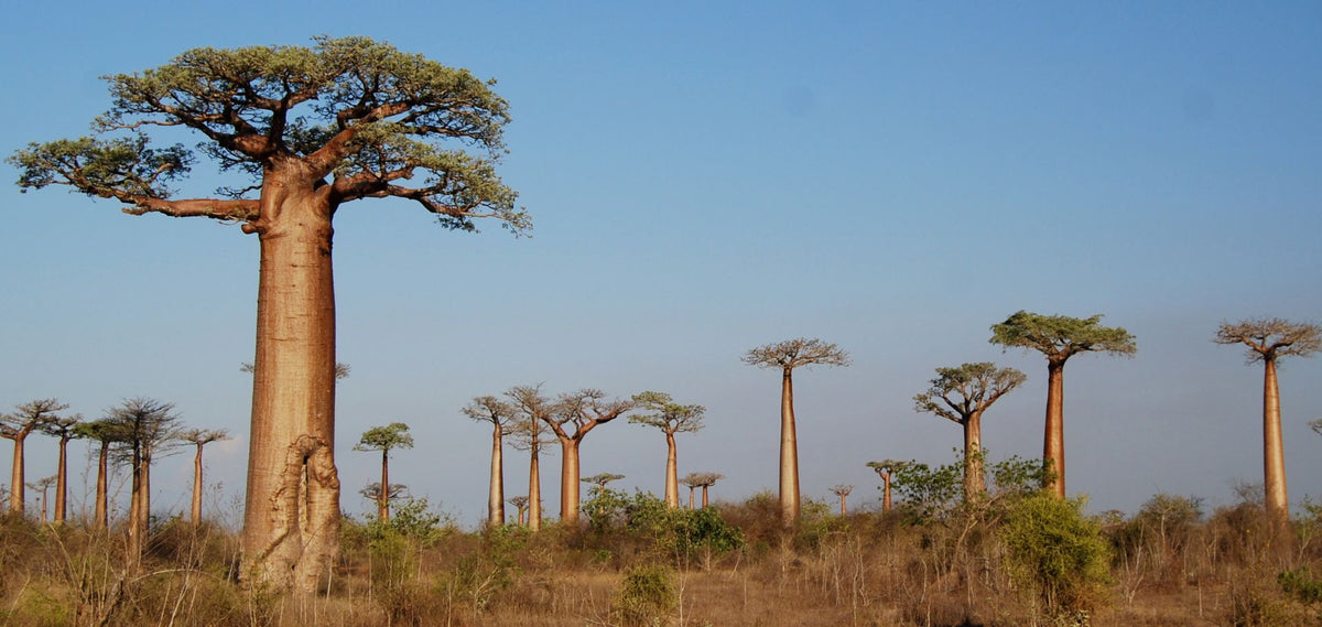 Le baobab : l’arbre de vie africain aux mille vertus – Agromaya